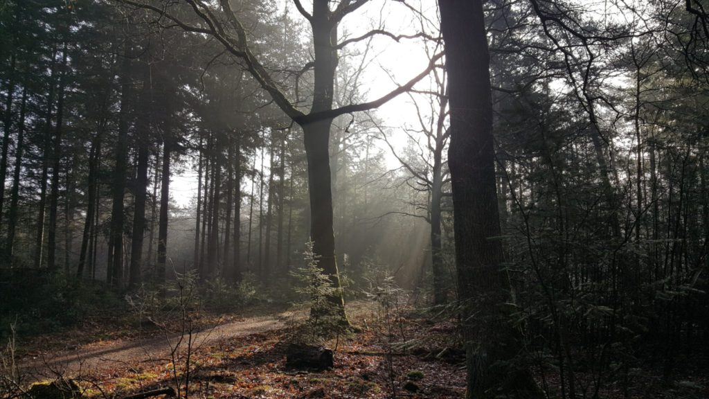 Het enge bos: griezelen nabij Ermelo - Geocachen.nl blog
