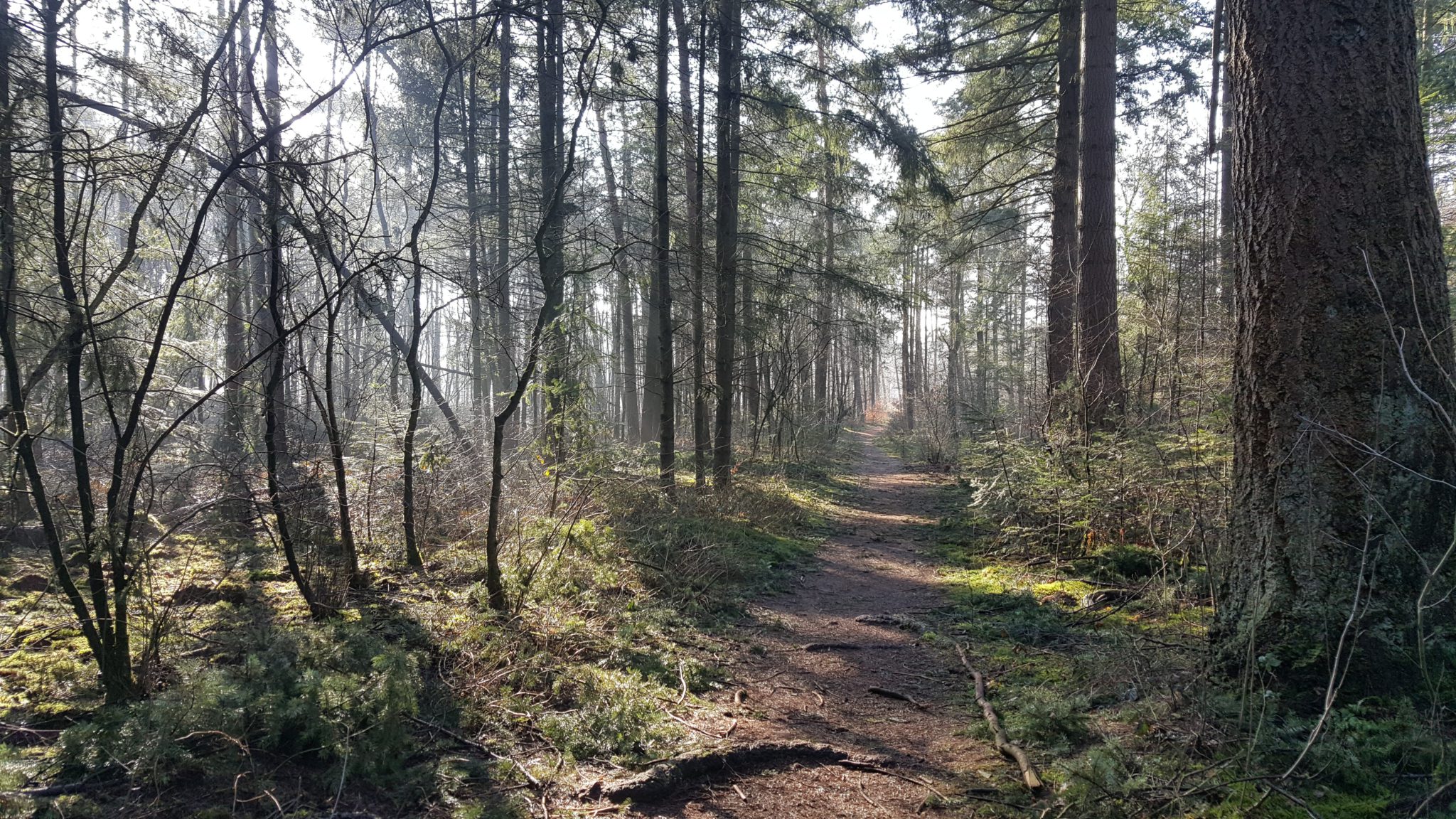 Het enge bos: griezelen nabij Ermelo - Geocachen.nl blog
