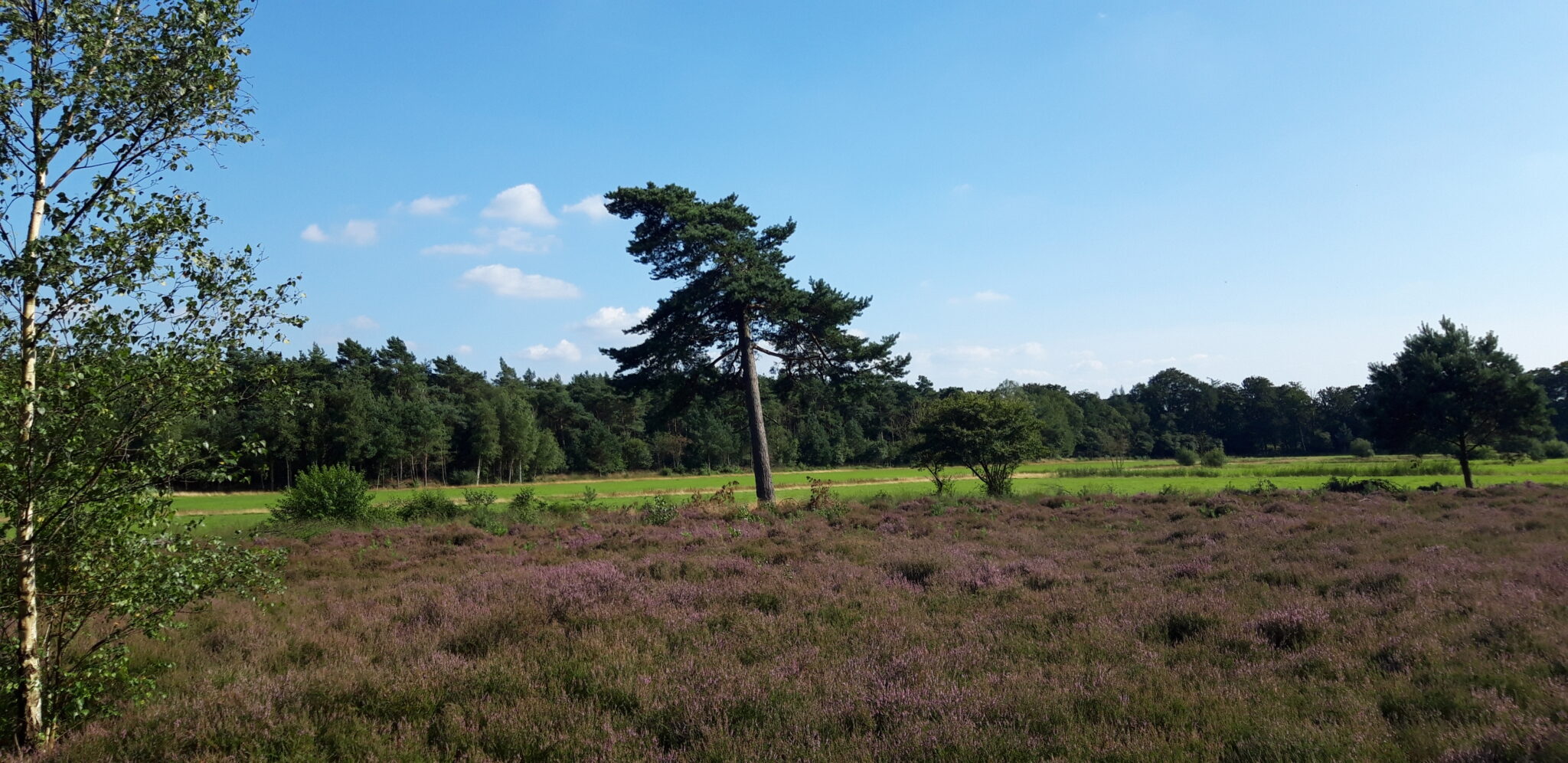 Fozzy's Geo-Art: een hond in Leusden